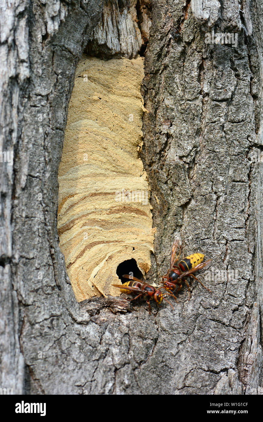 European hornet, Hornisse, Frelon européen, Vespa crabro, lódarázs ...