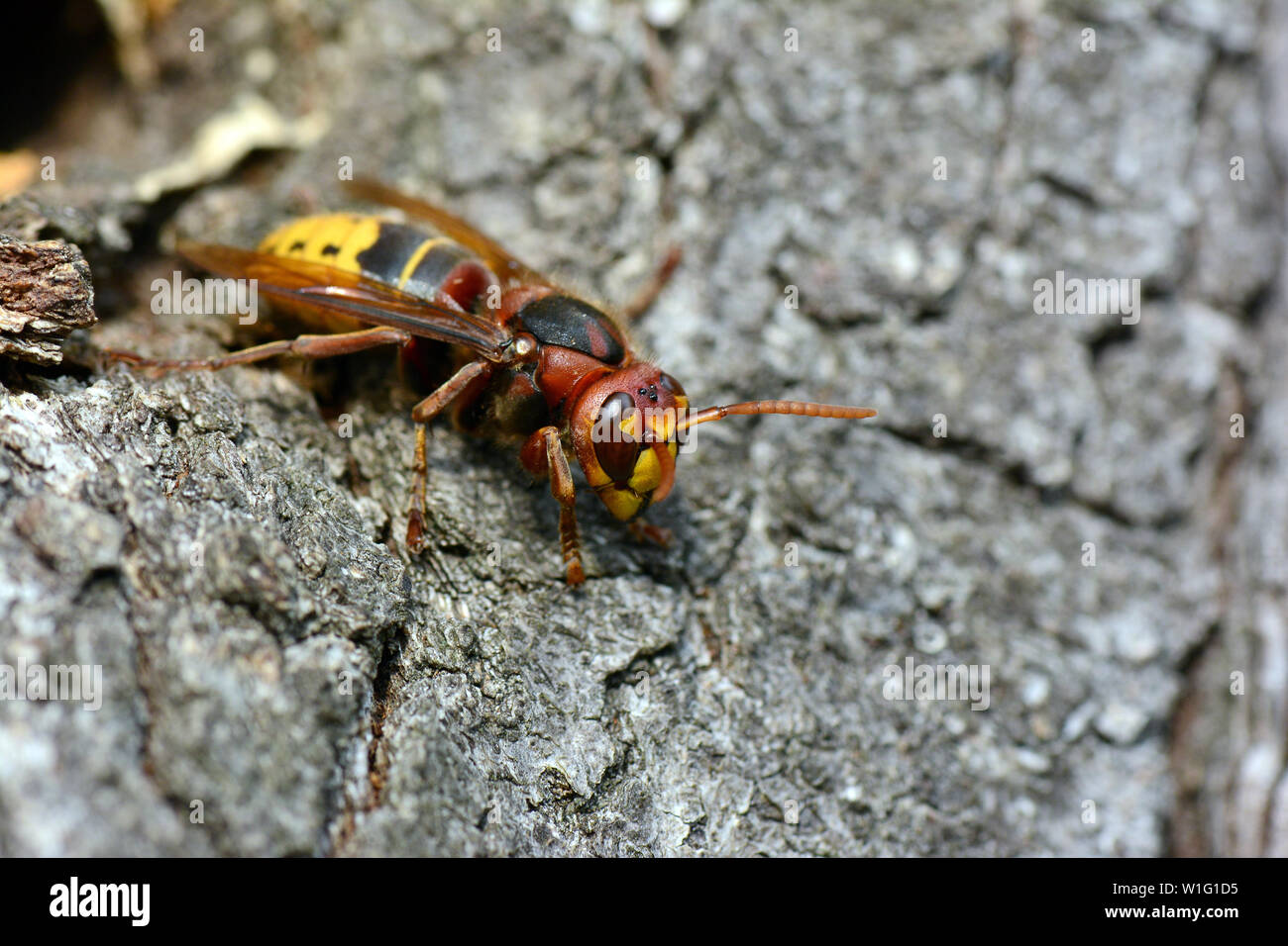 European hornet, Hornisse, Frelon européen, Vespa crabro, lódarázs ...