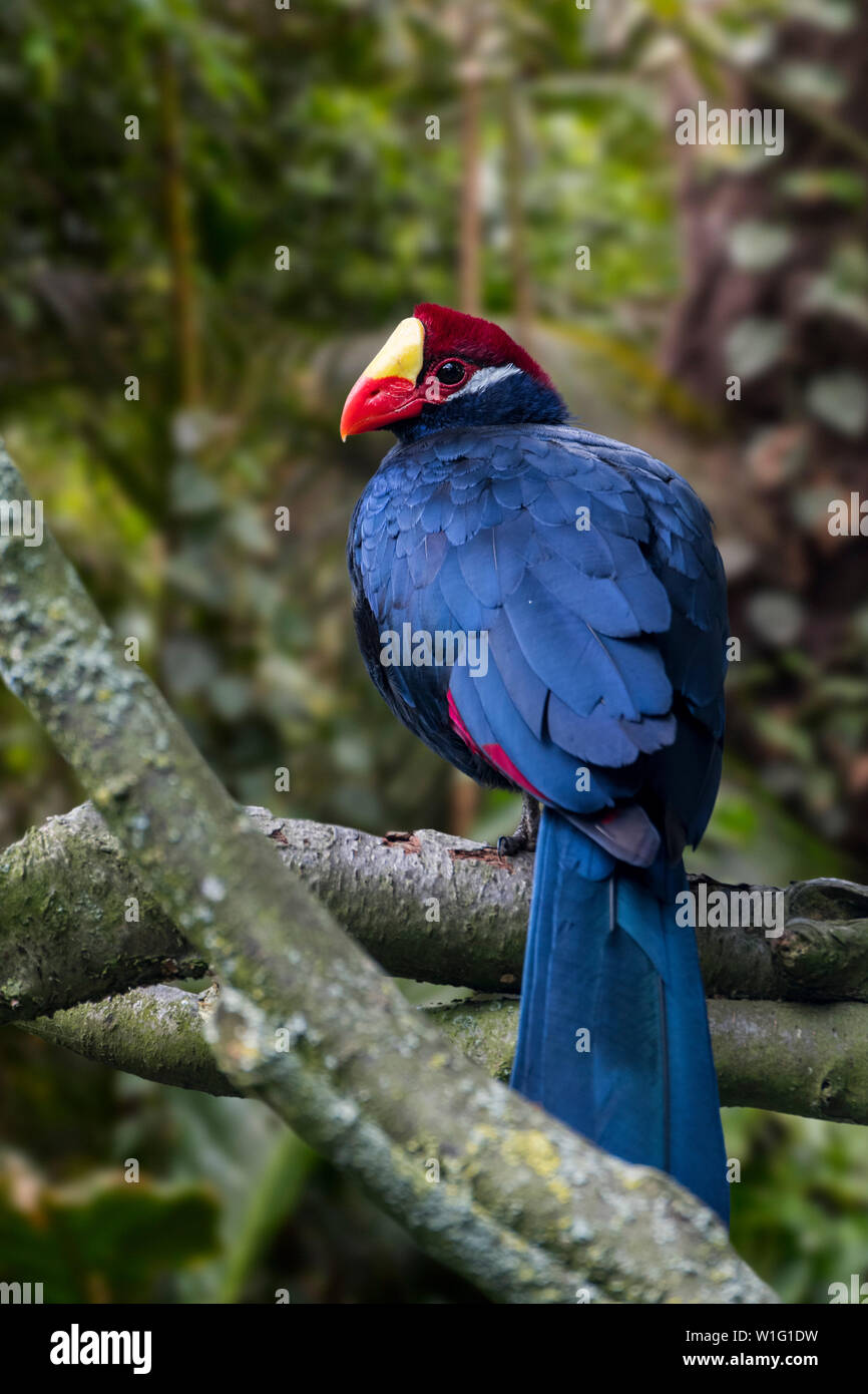 Violet turaco / violaceous plantain eater (Musophaga violacea) perched ...