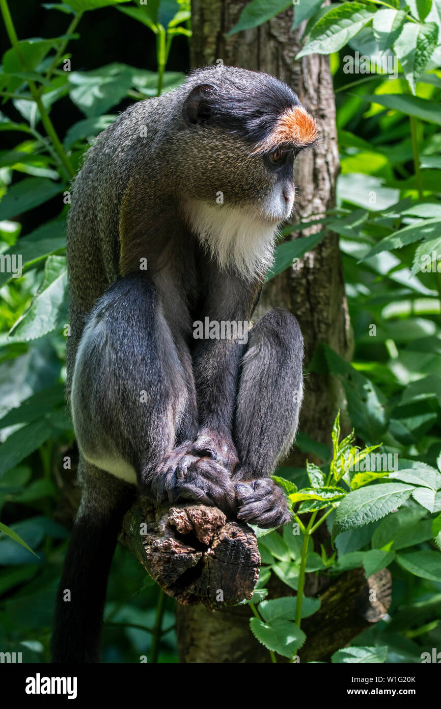 De brazzas monkeys zoo hi-res stock photography and images - Alamy