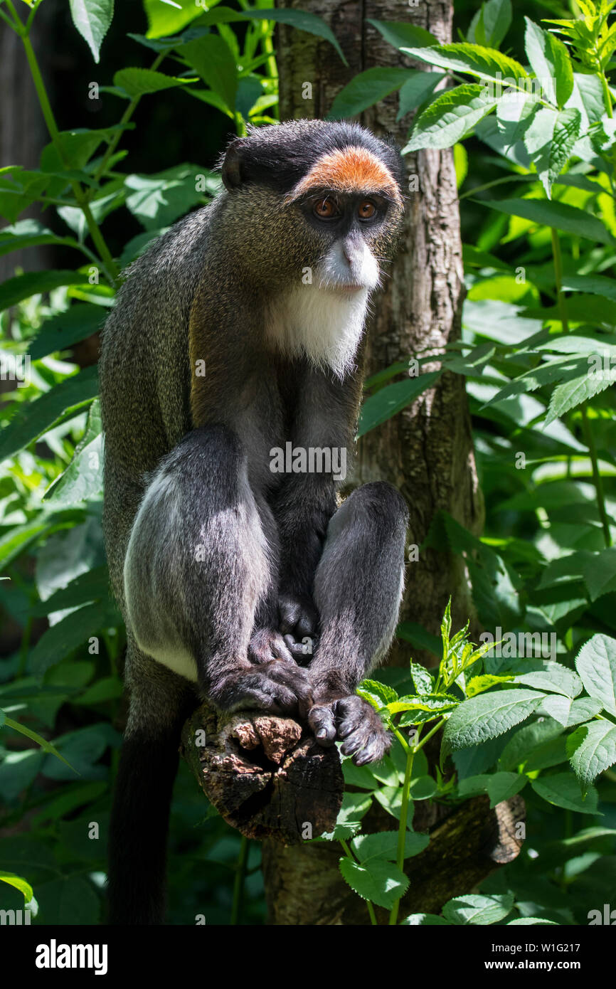 De brazzas monkeys zoo hi-res stock photography and images - Alamy