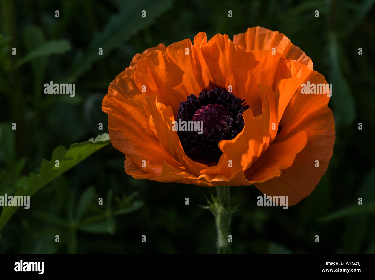 Poppies in field oil seed hi-res stock photography and images - Alamy