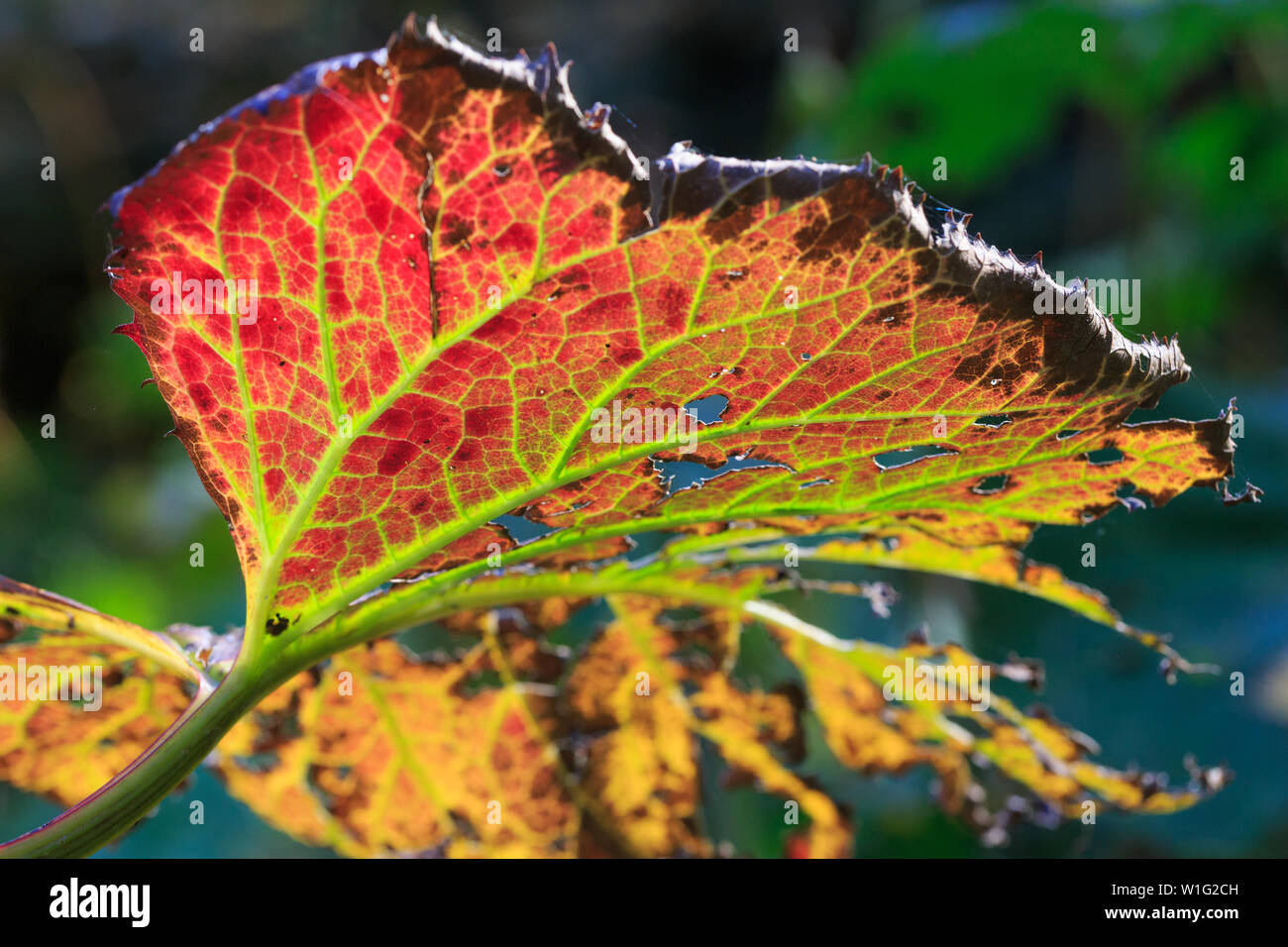 Big red green leaf hi-res stock photography and images - Alamy