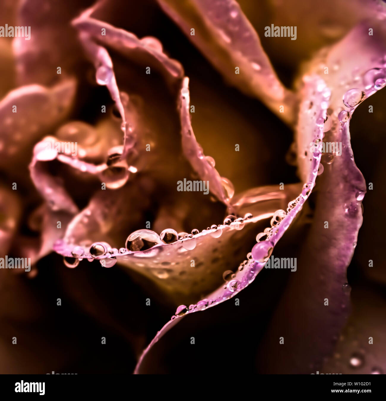 Wet rose petals hi-res stock photography and images - Alamy