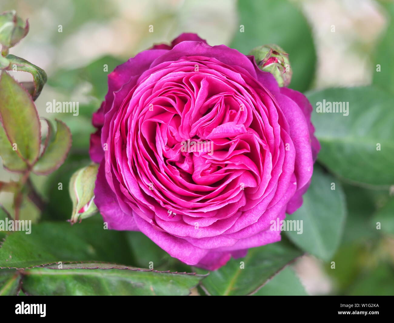 Heidi klum 2019 wedding hi-res stock photography and images - Alamy