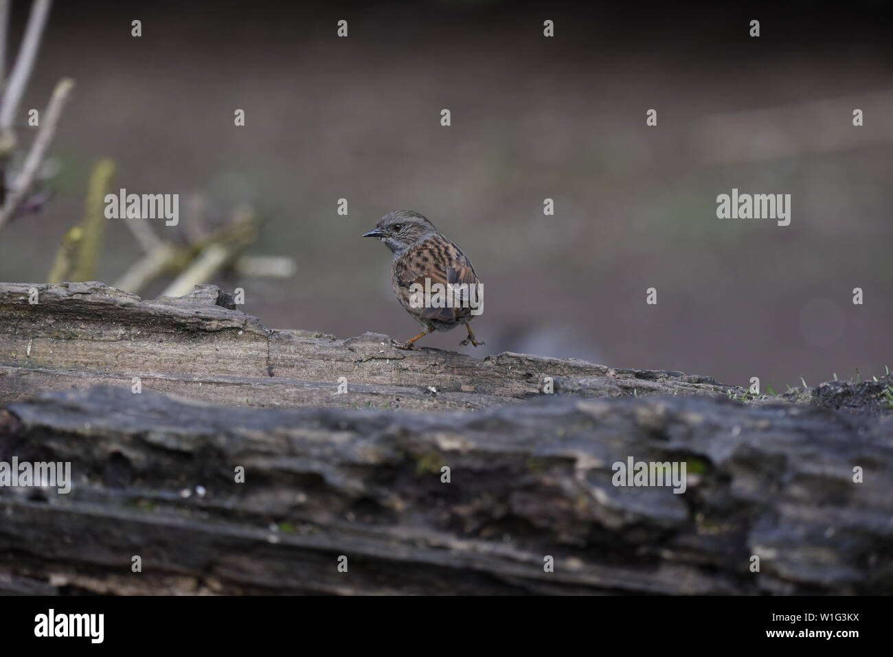 Tree leg hi-res stock photography and images - Alamy