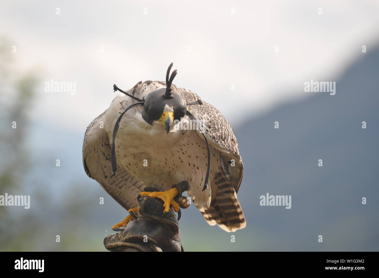 Hawk stands hi-res stock photography and images - Alamy