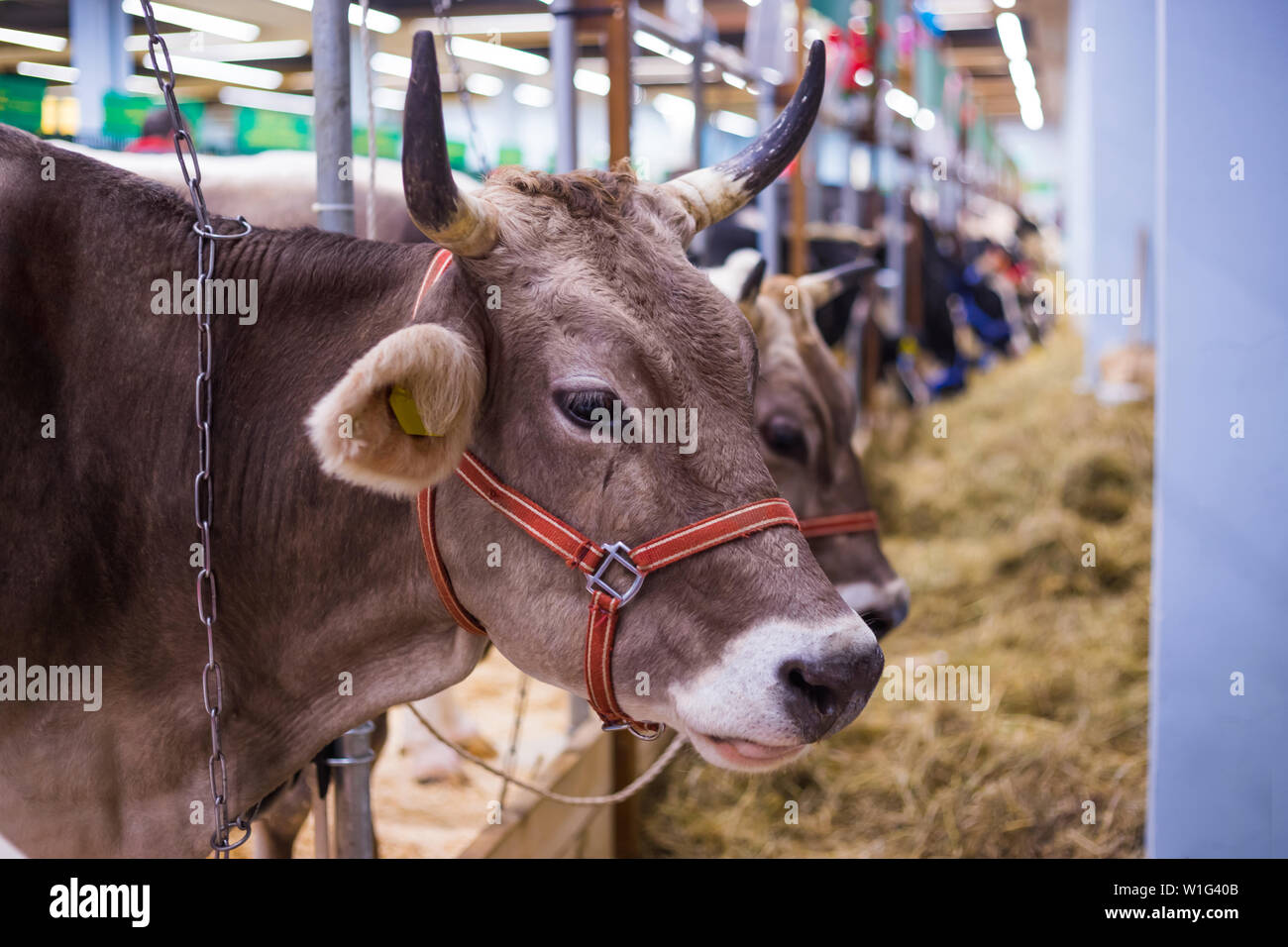 Russian dairy farm hi-res stock photography and images - Alamy