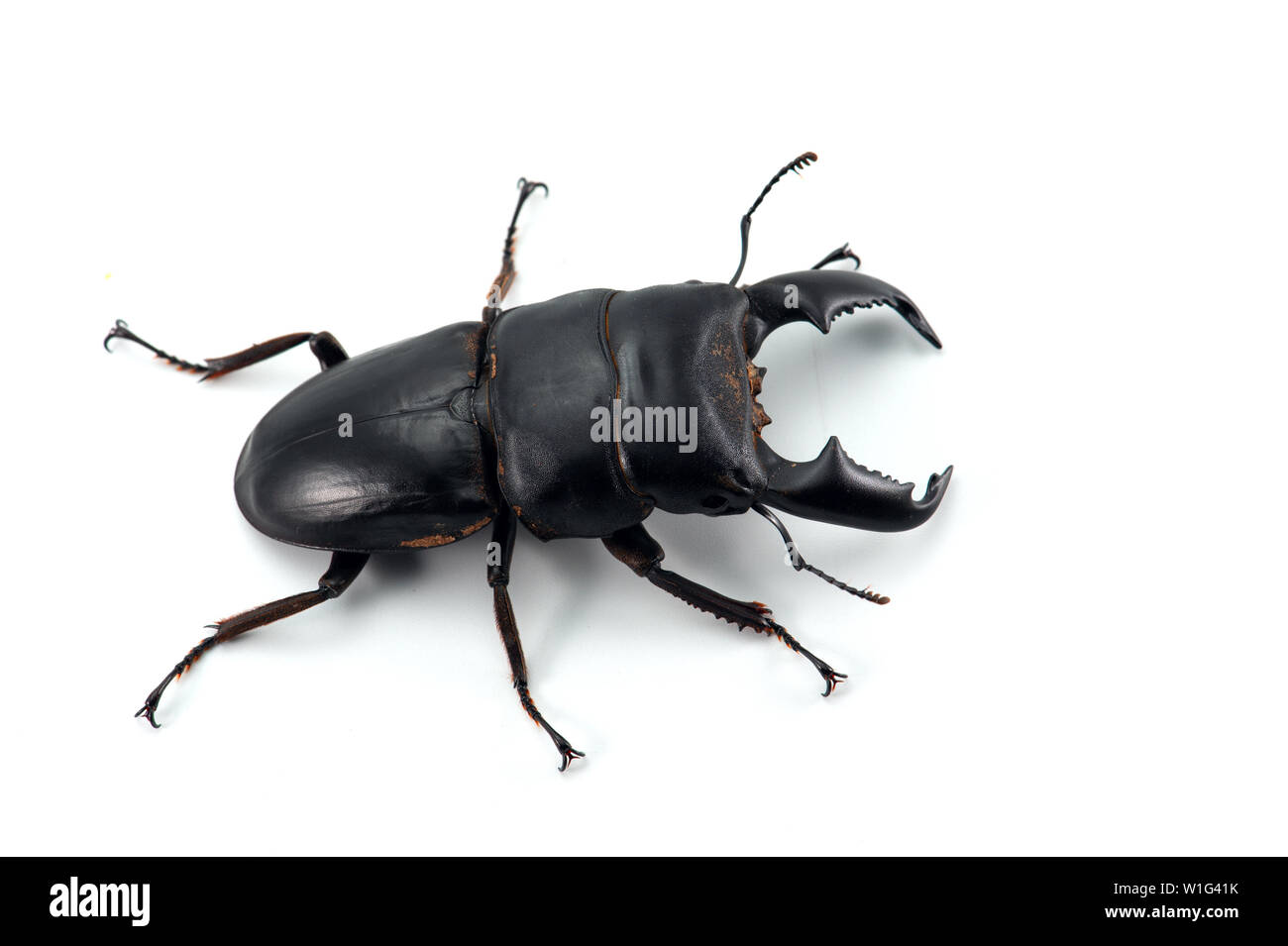 Giant Stag Beetle isolated on white background Stock Photo - Alamy
