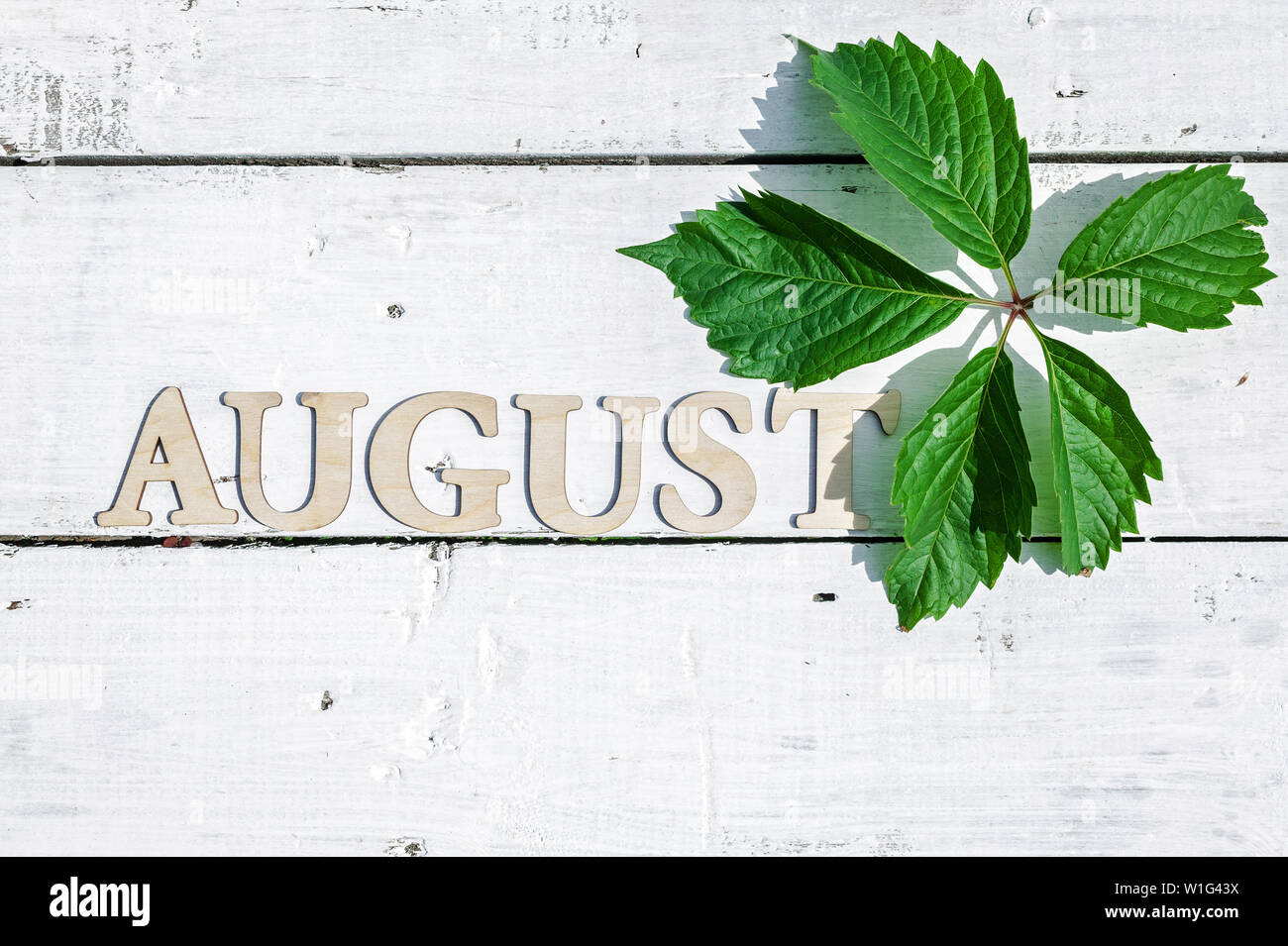 Word August and green leaves on a white wooden rustic background ...