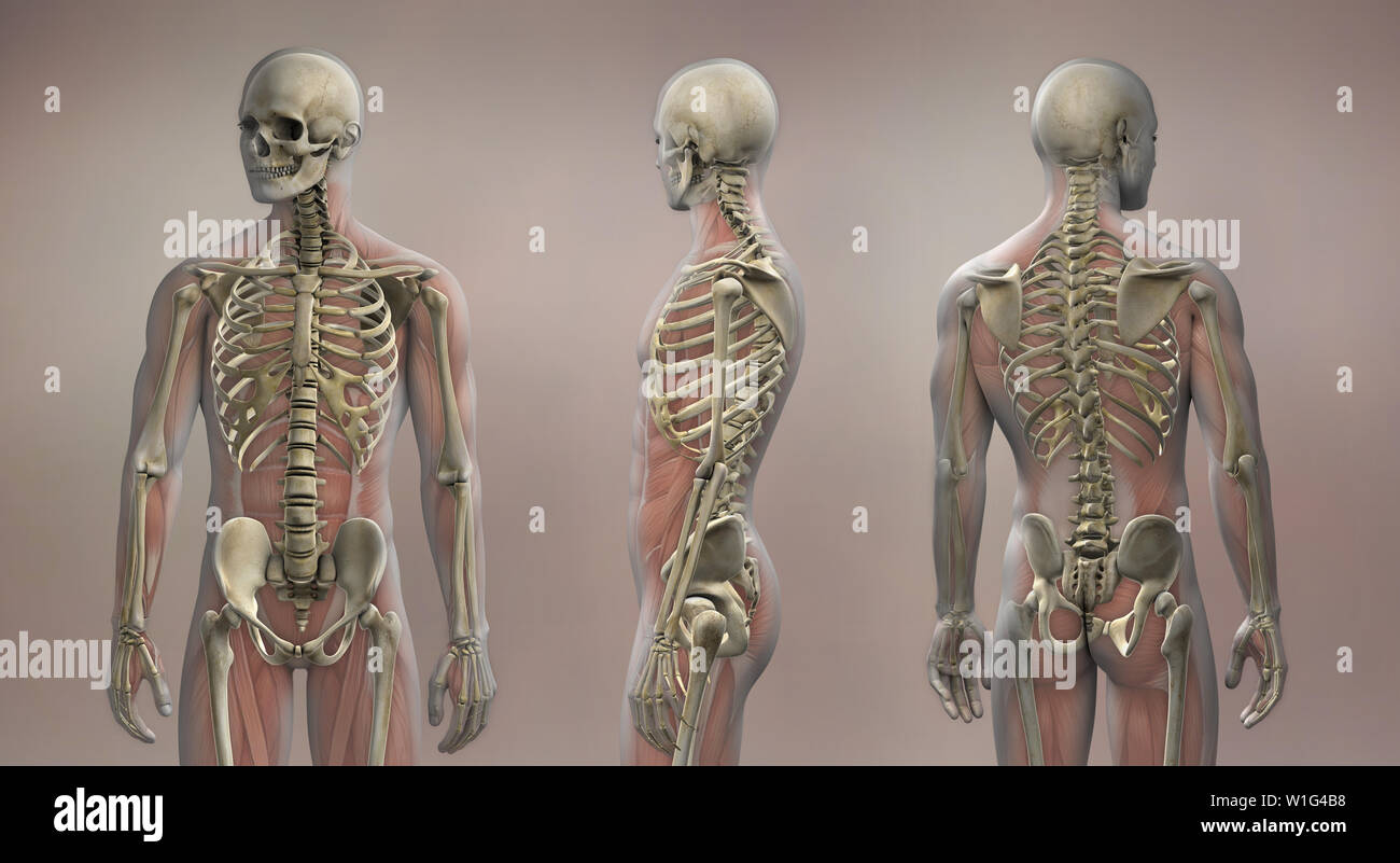 Skeletal anatomy of hi-res stock photography and images - Alamy