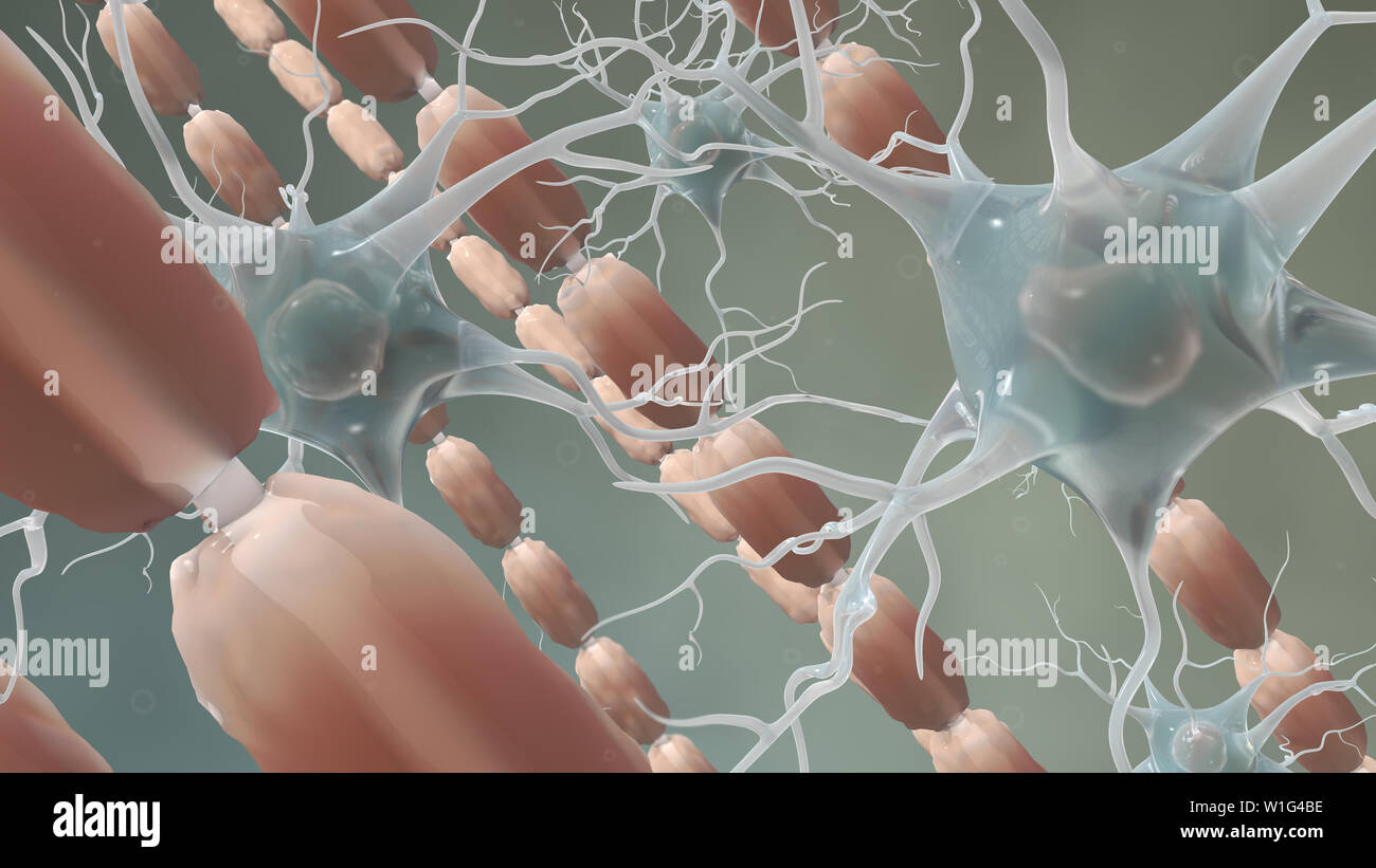 myelin sheath with nerve cells and microglials Stock Photo - Alamy
