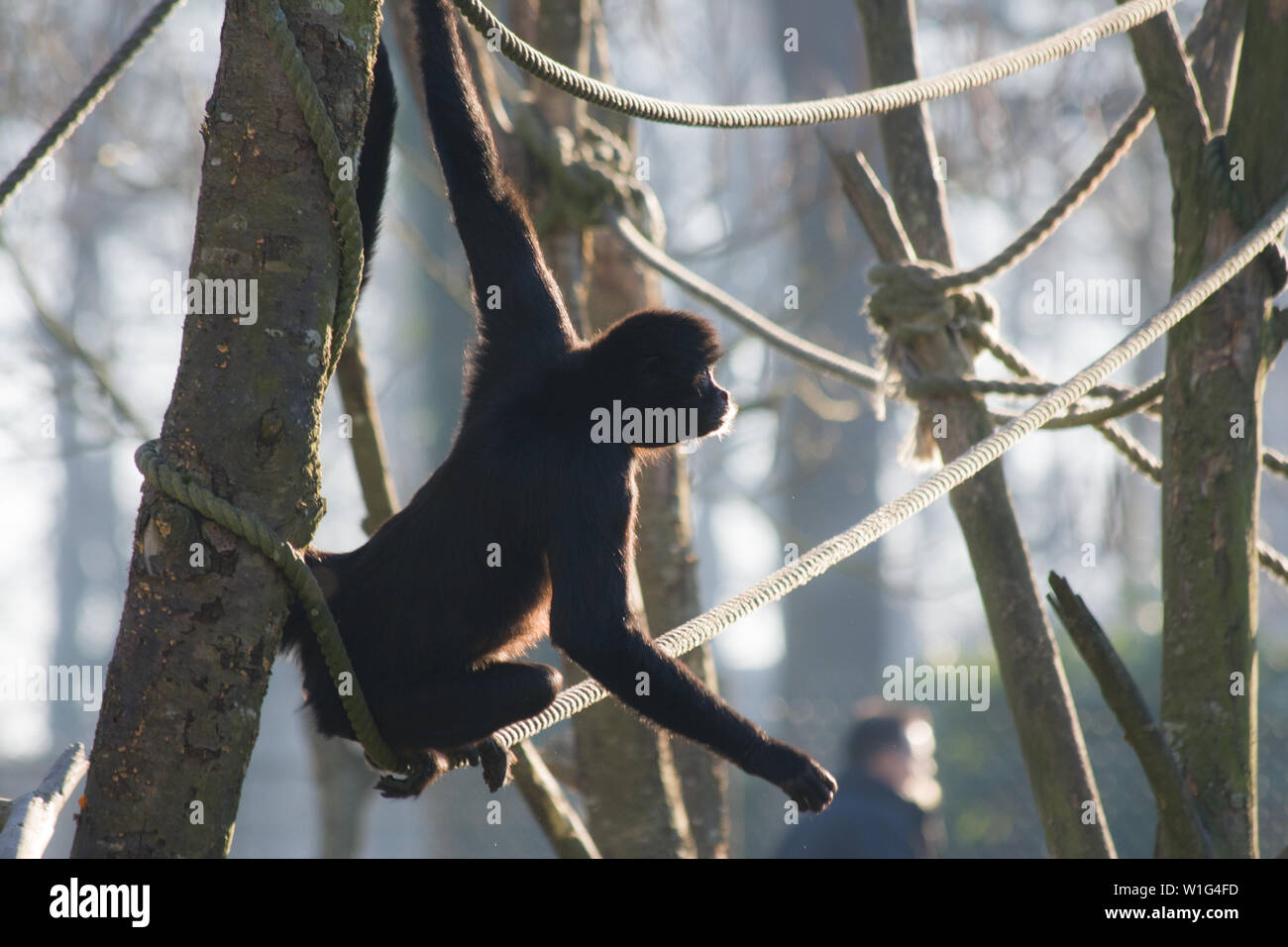 Backlighted spider monkey on the rope Stock Photo - Alamy