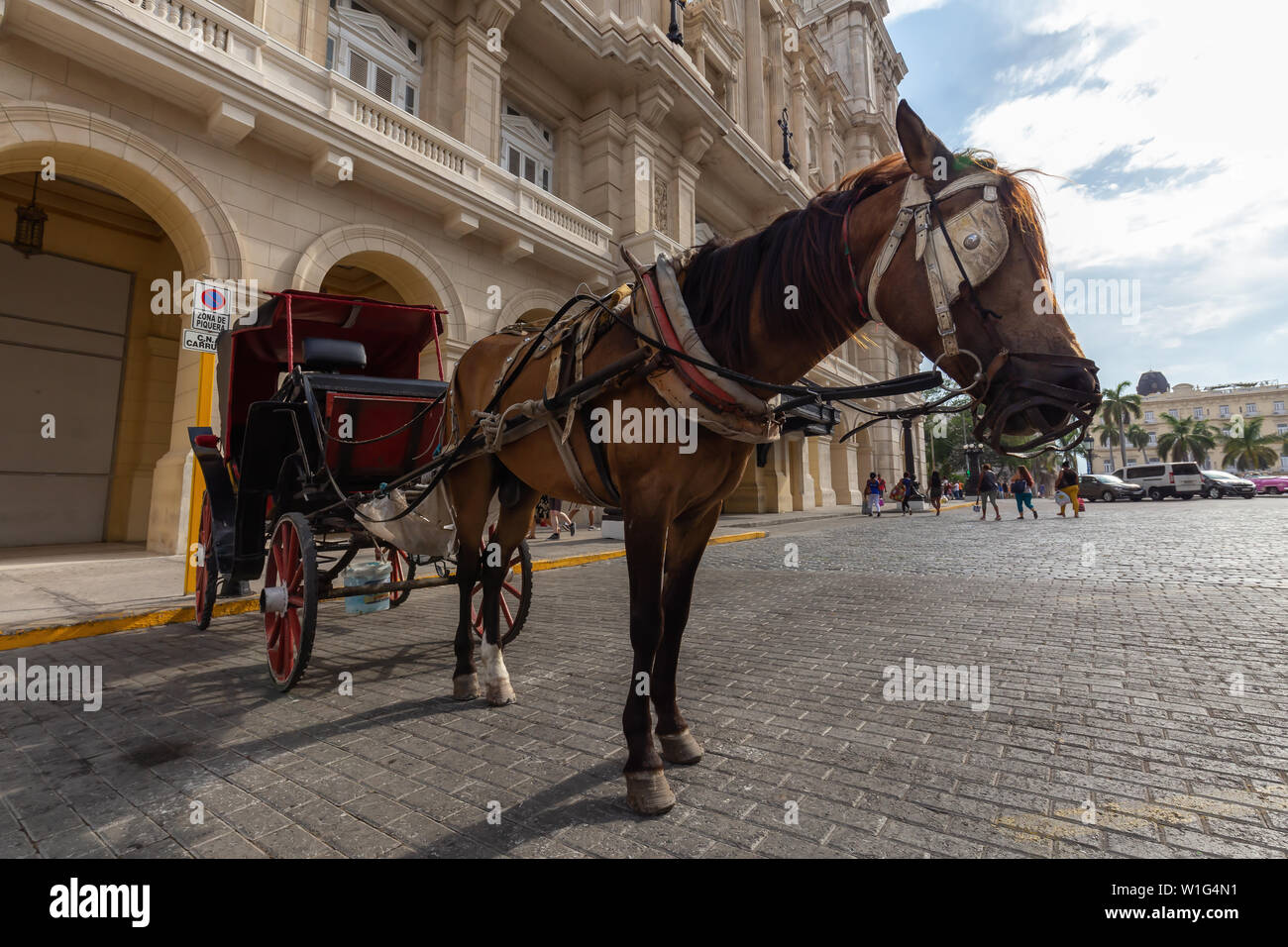Old cuban horse hi-res stock photography and images - Alamy