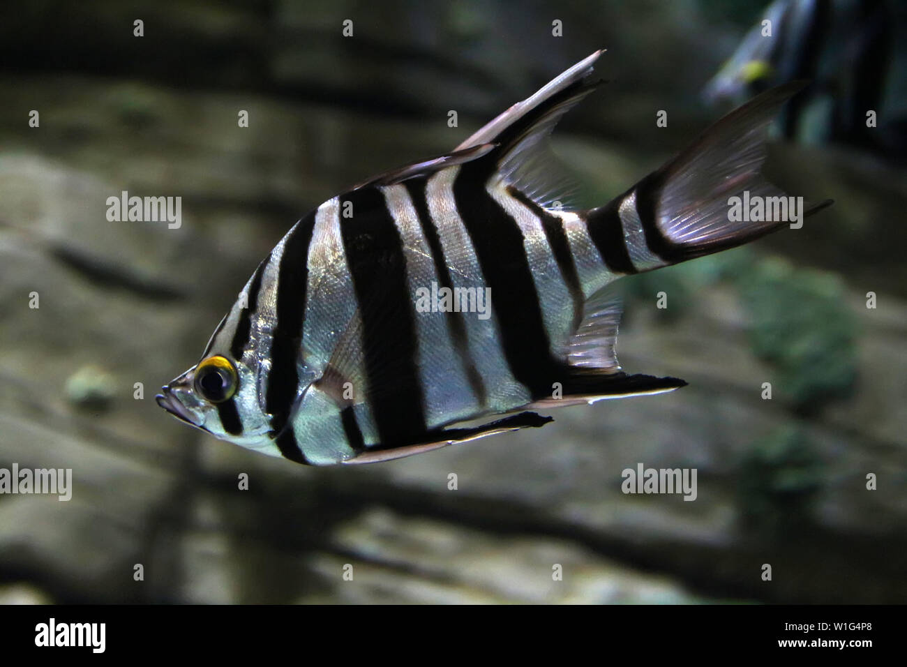 Close up view of the Enoplosus armatus fish Stock Photo - Alamy