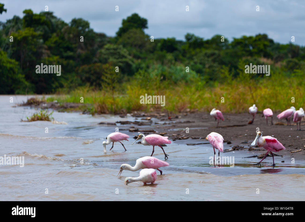 ROSEATE SPOONBILL - ESPATULA ROSADA (Platalea ajaja), Parismina River ...