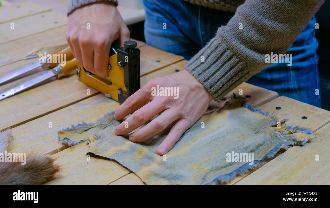 Skinner working with mink fur skin Stock Photo - Alamy