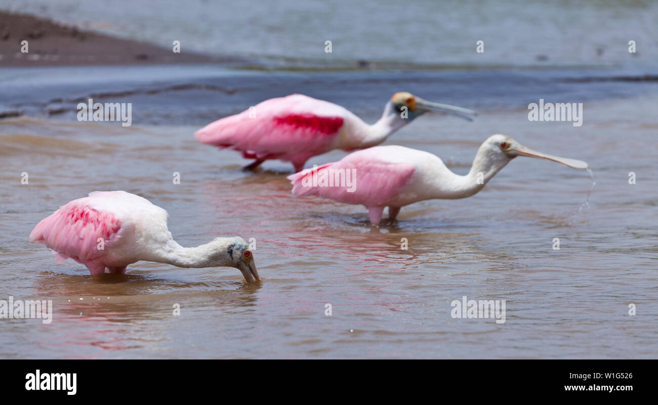 ROSEATE SPOONBILL - ESPATULA ROSADA (Platalea ajaja), Parismina River ...