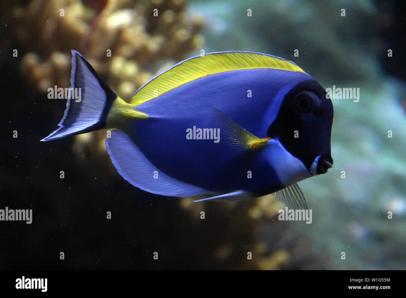 Close up view of the beautiful powder-blue surgeonfish (Acanthurus ...