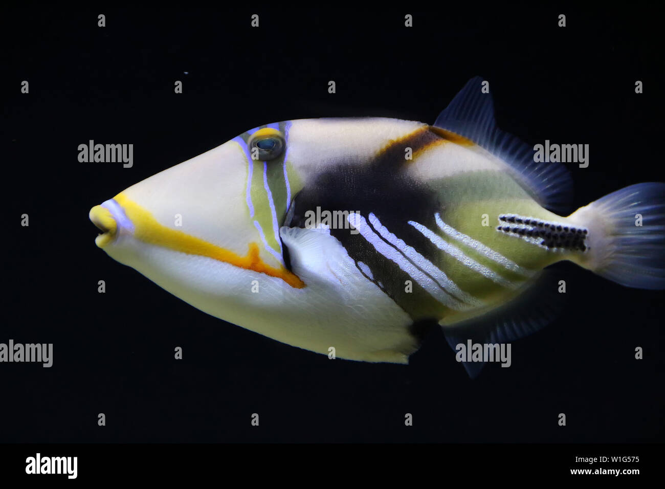 Close up view of a Lagoon triggerfish over black background Stock Photo ...