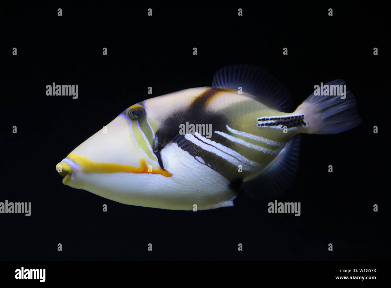 Close up view of a Lagoon triggerfish over black background Stock Photo ...