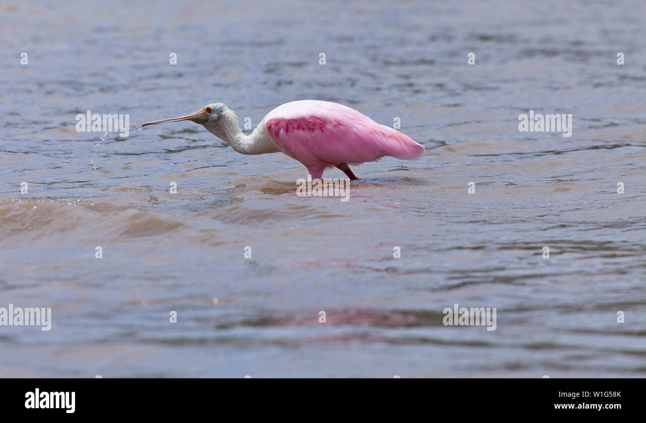 ROSEATE SPOONBILL - ESPATULA ROSADA (Platalea ajaja), Parismina River ...