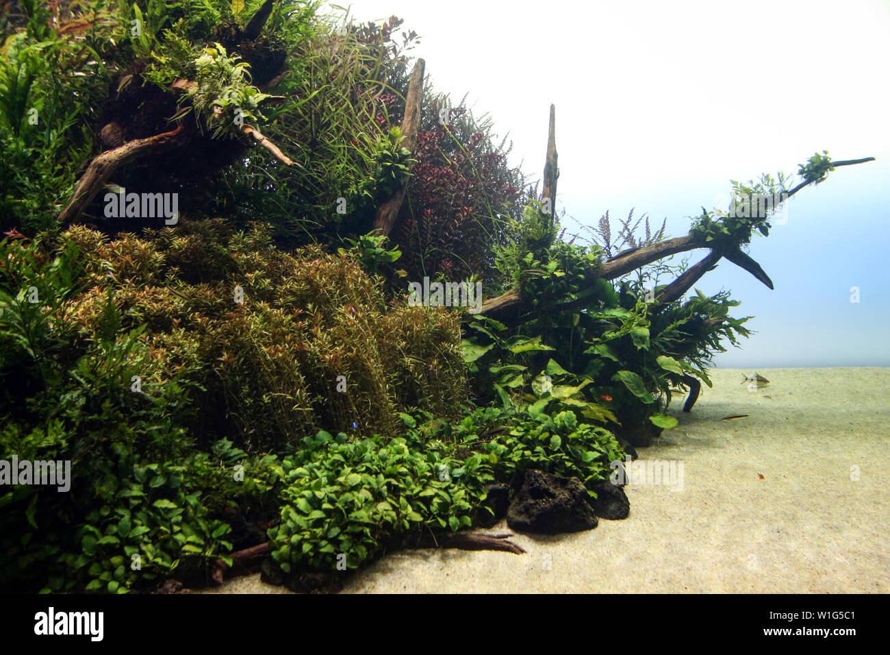 Clear fresh water aquarium with fish and vegetation Stock Photo - Alamy