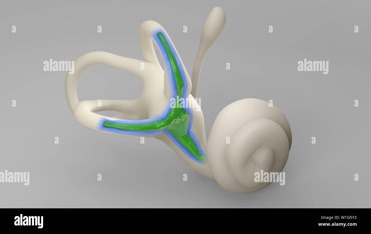 Inner ear hi-res stock photography and images - Alamy