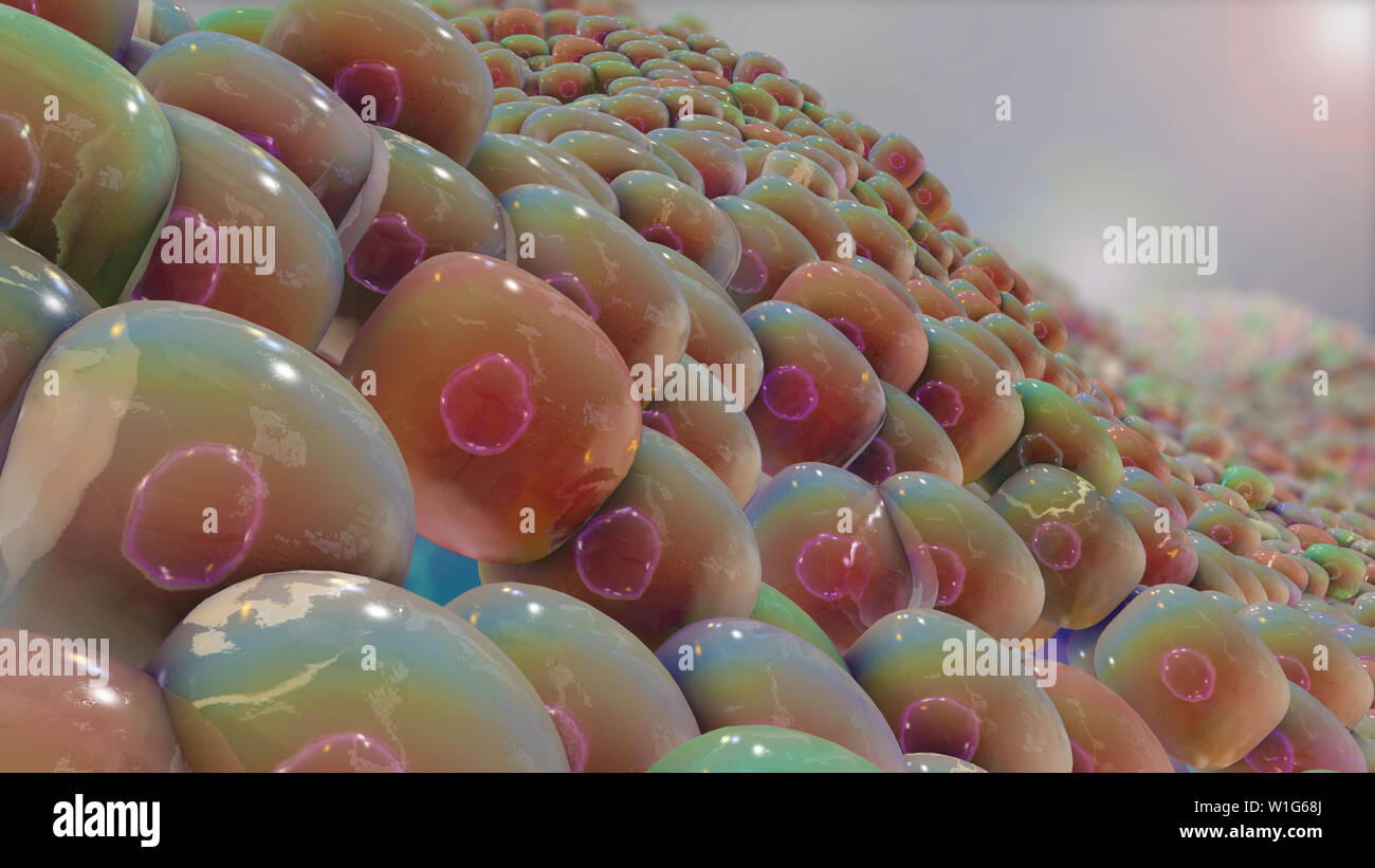 Pancreatic cells hi-res stock photography and images - Alamy