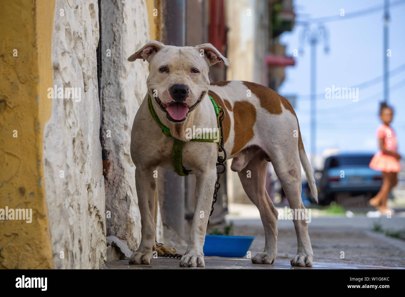 Cute little dog in the Streets of Old Havana City, Capital of Cuba ...
