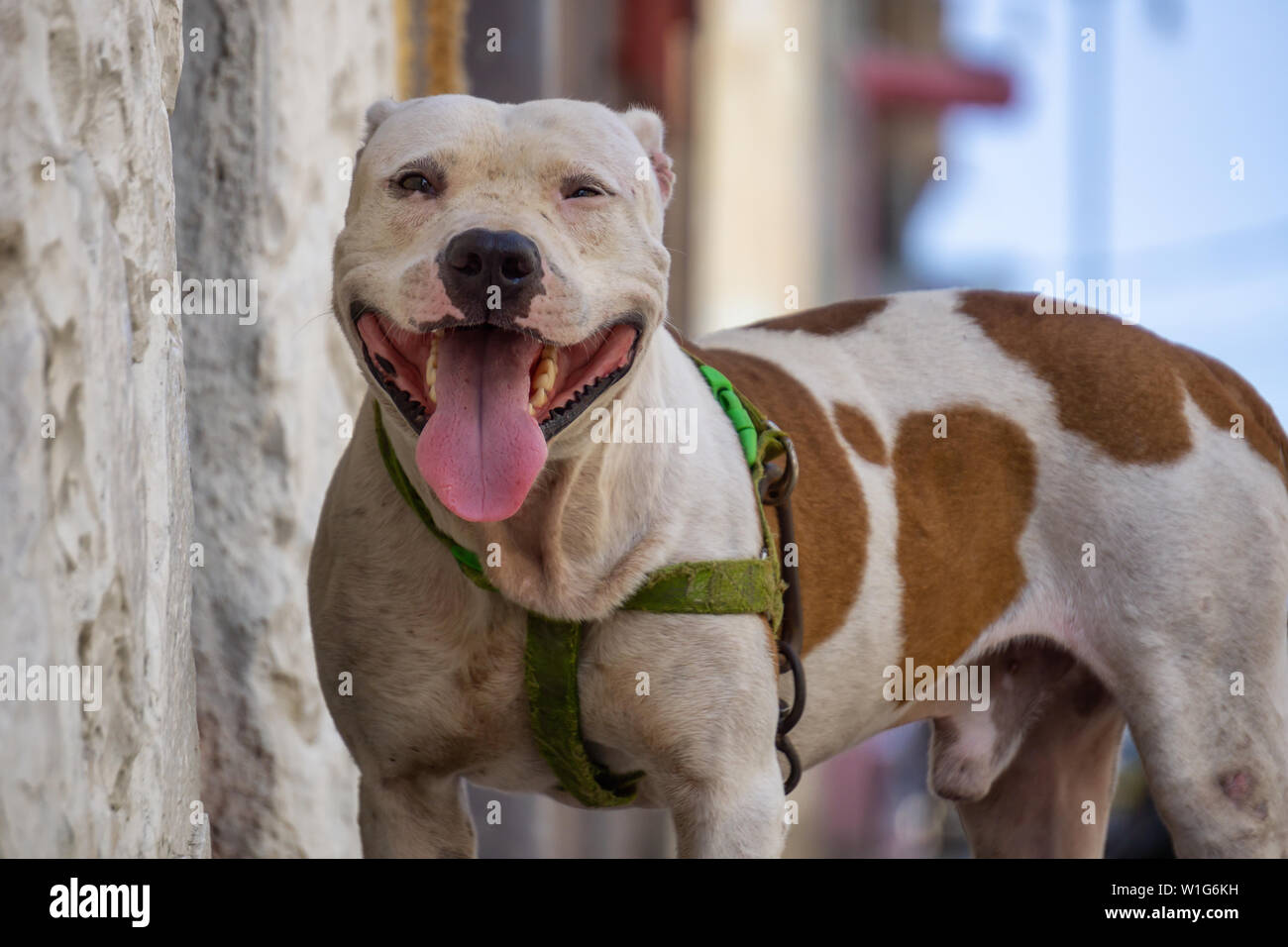 Cute little dog in the Streets of Old Havana City, Capital of Cuba ...