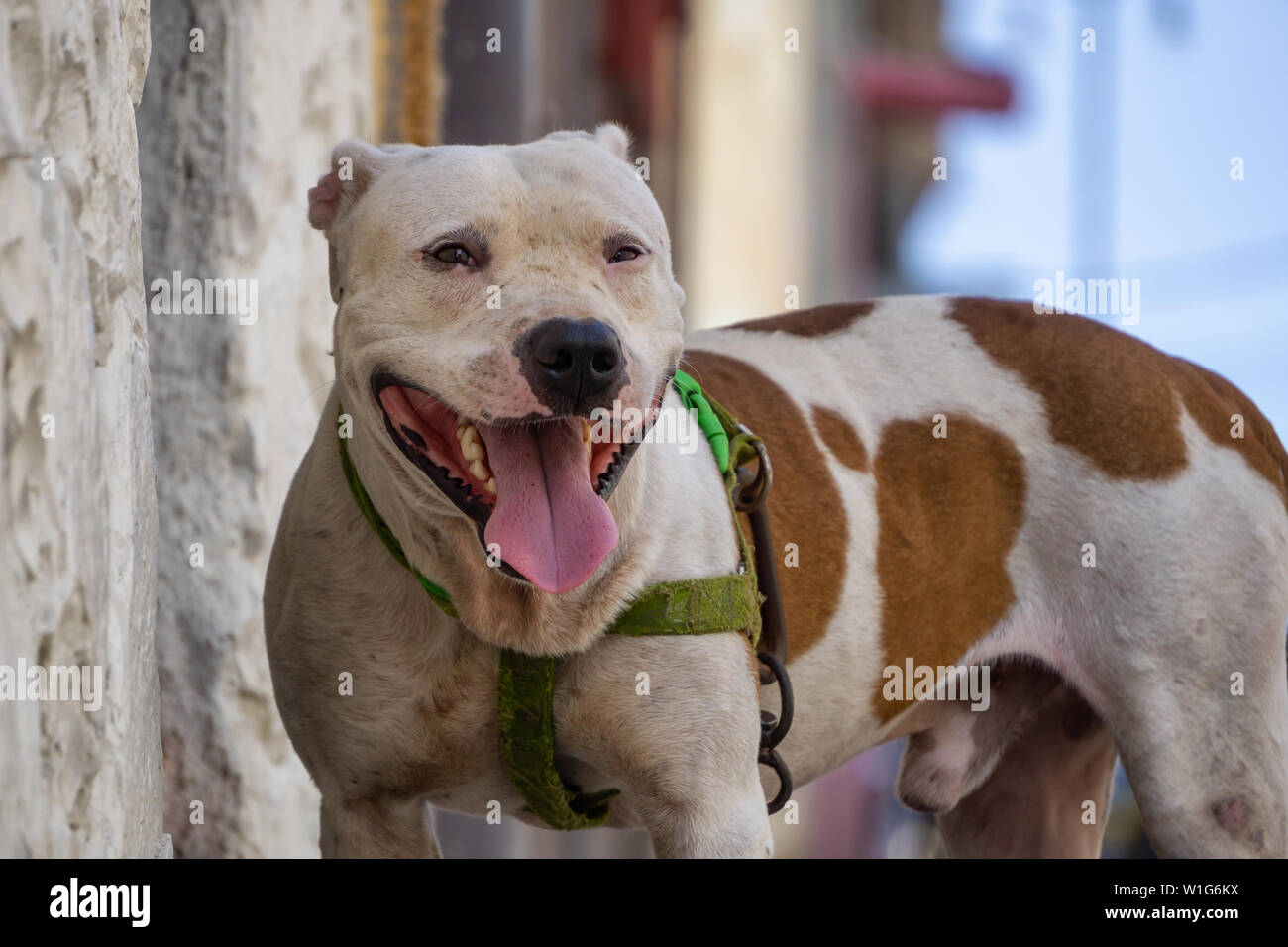 Cute little dog in the Streets of Old Havana City, Capital of Cuba ...