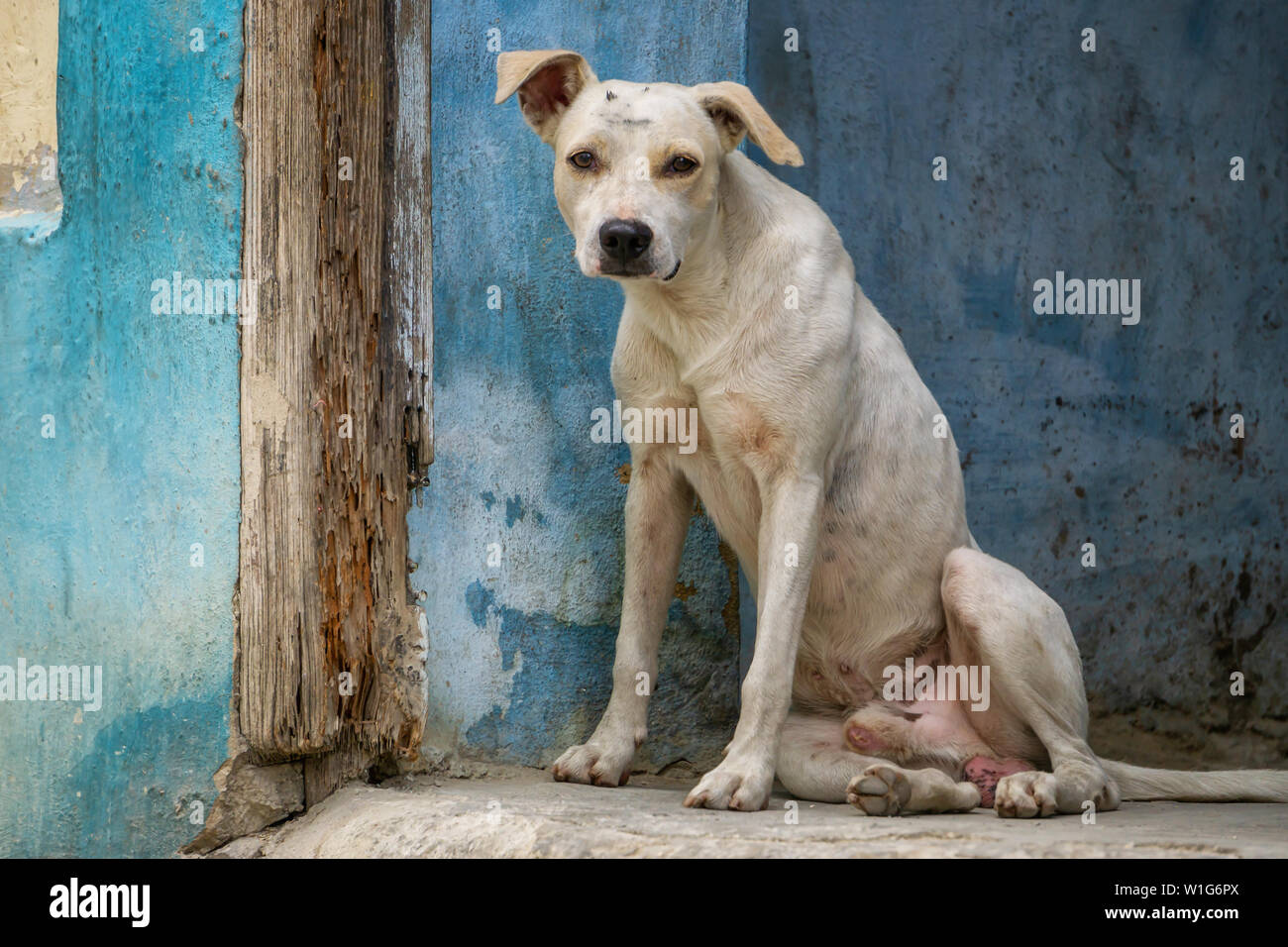 Cute little homeless dog in the Streets of Old Havana City, Capital of ...