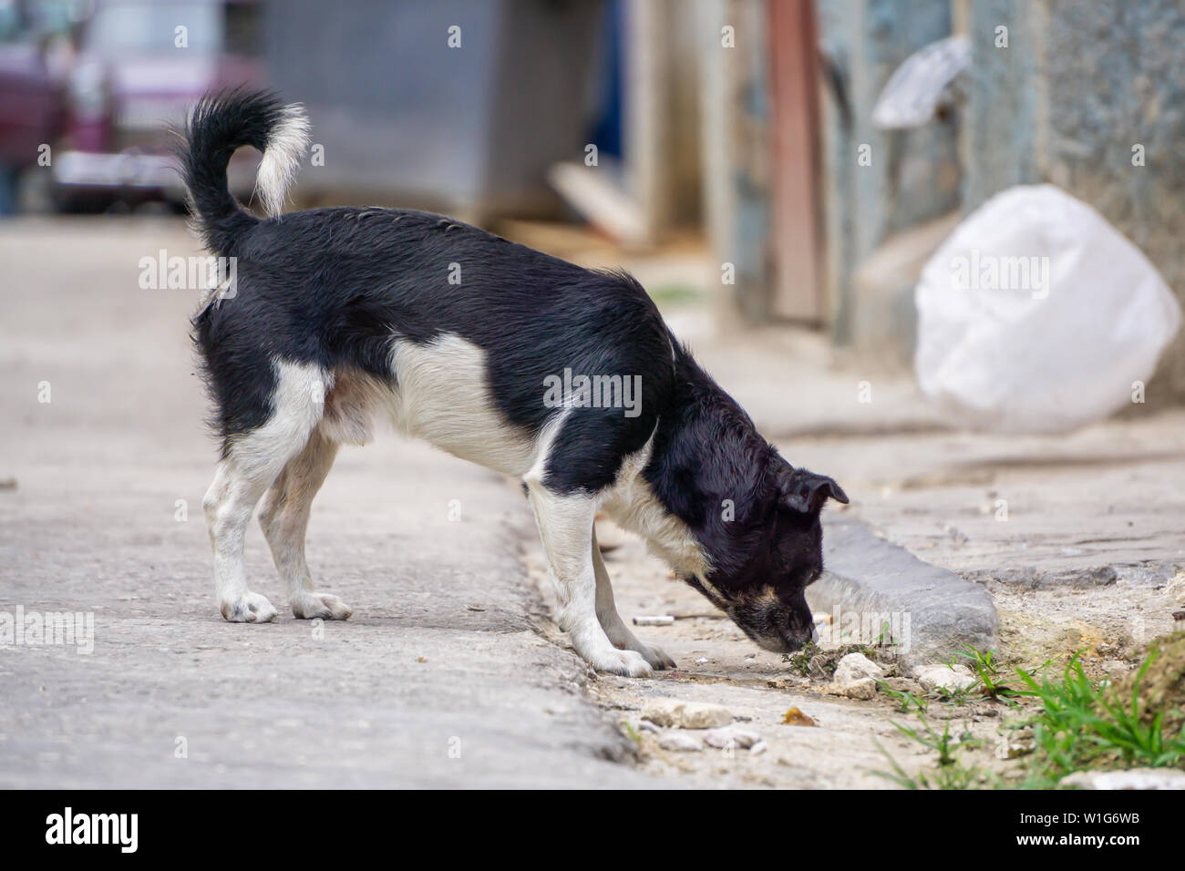 Cute little dog in the Streets of Old Havana City, Capital of Cuba ...