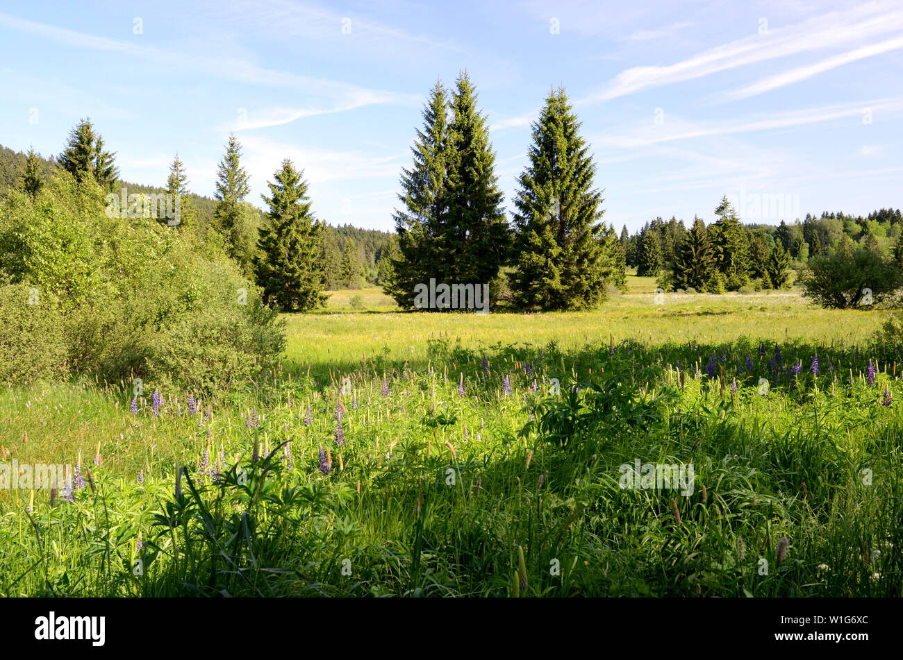Trees in the Sumava Forest in South Bohemia Stock Photo - Alamy
