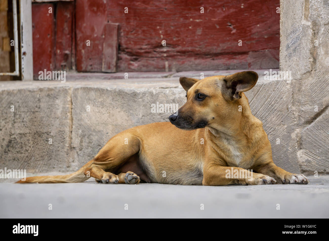 Cute little dog in the Streets of Old Havana City, Capital of Cuba ...