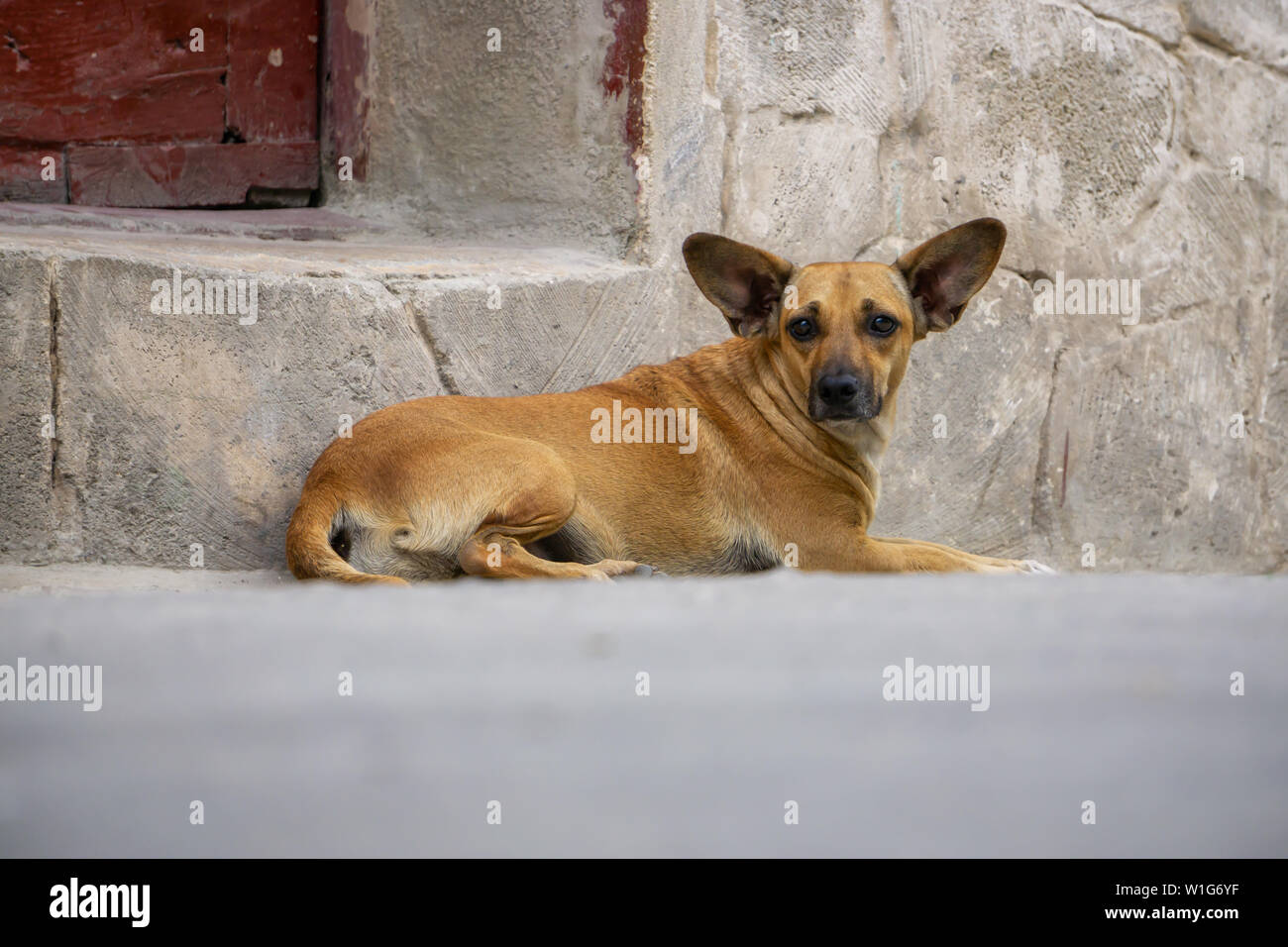 Cute little dog in the Streets of Old Havana City, Capital of Cuba ...