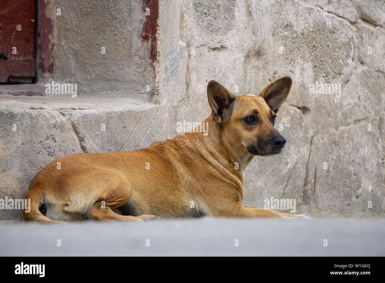Cute little dog in the Streets of Old Havana City, Capital of Cuba ...
