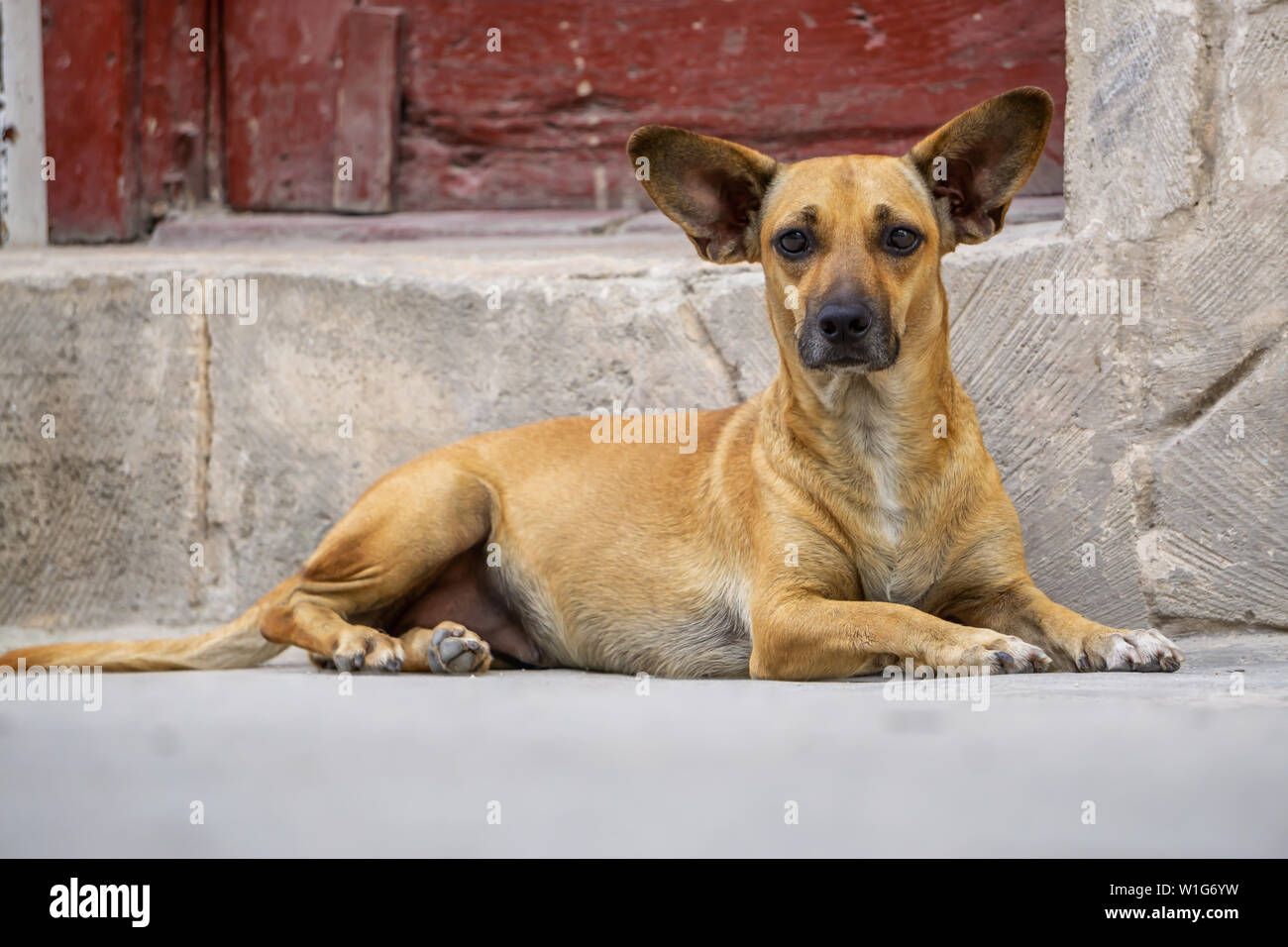 Cute little dog in the Streets of Old Havana City, Capital of Cuba ...