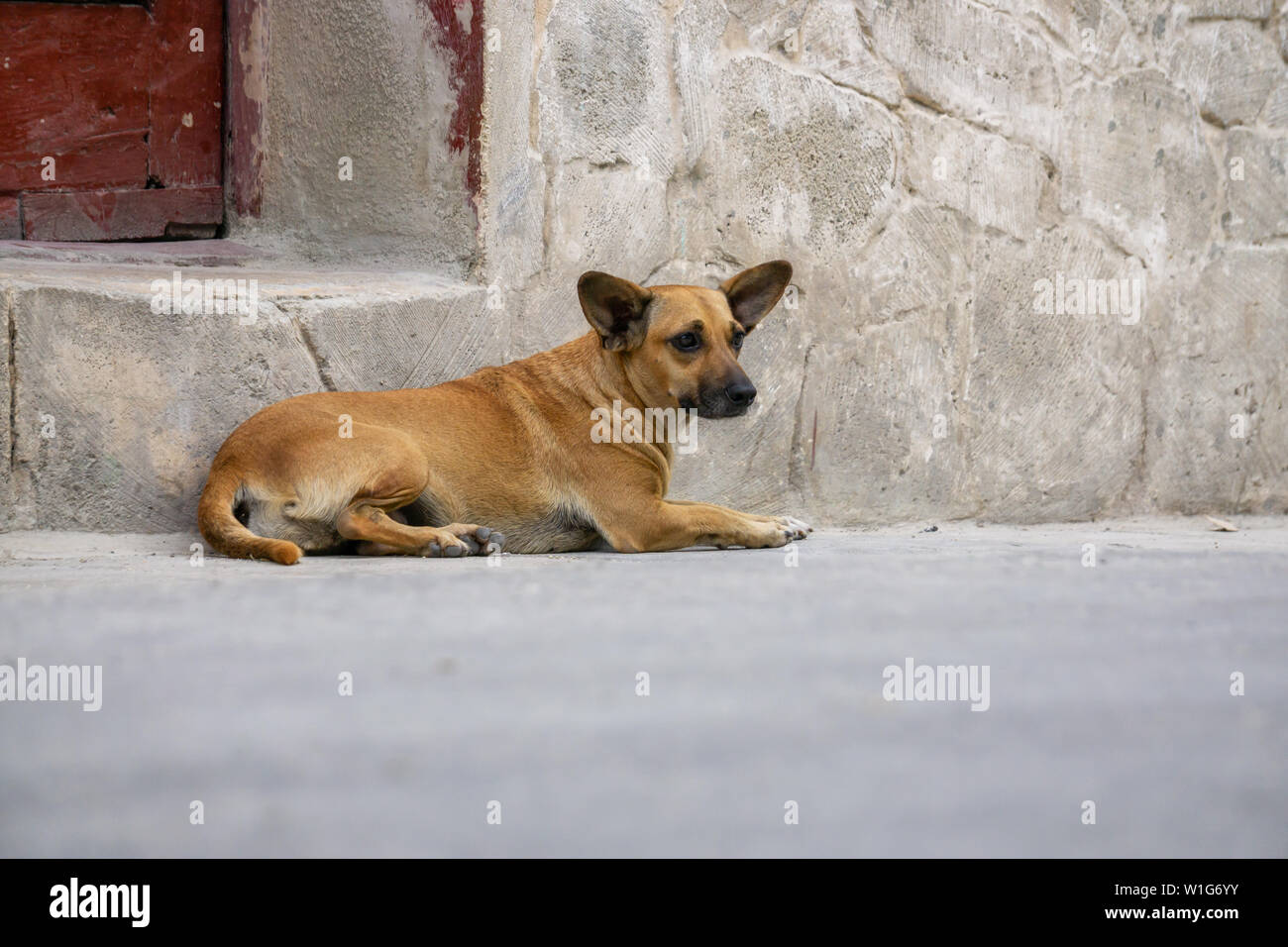 Cute little dog in the Streets of Old Havana City, Capital of Cuba ...