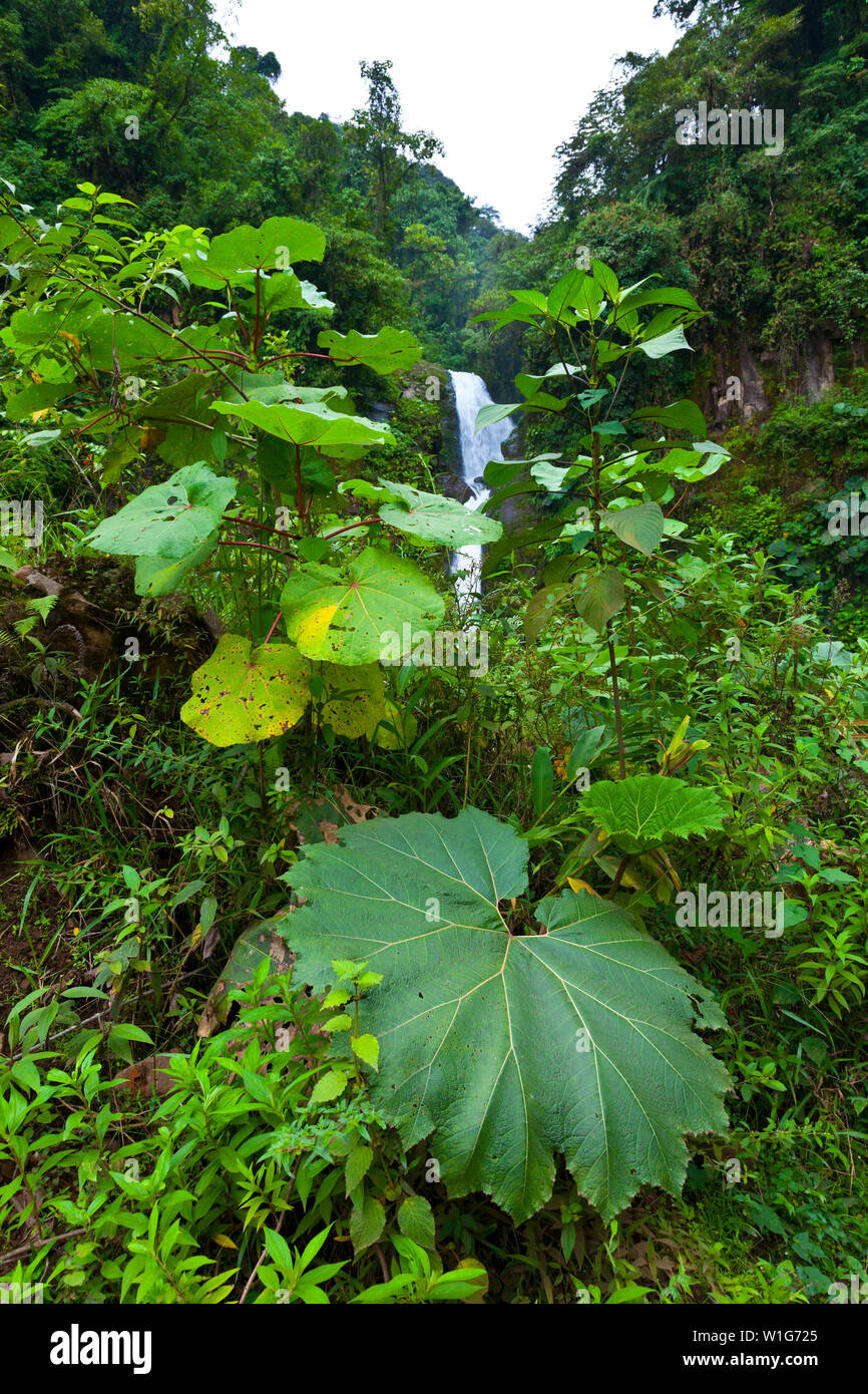 Gunnera gigante hi-res stock photography and images - Alamy