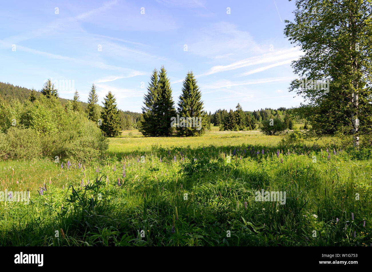 Trees in the Sumava Forest in South Bohemia Stock Photo - Alamy