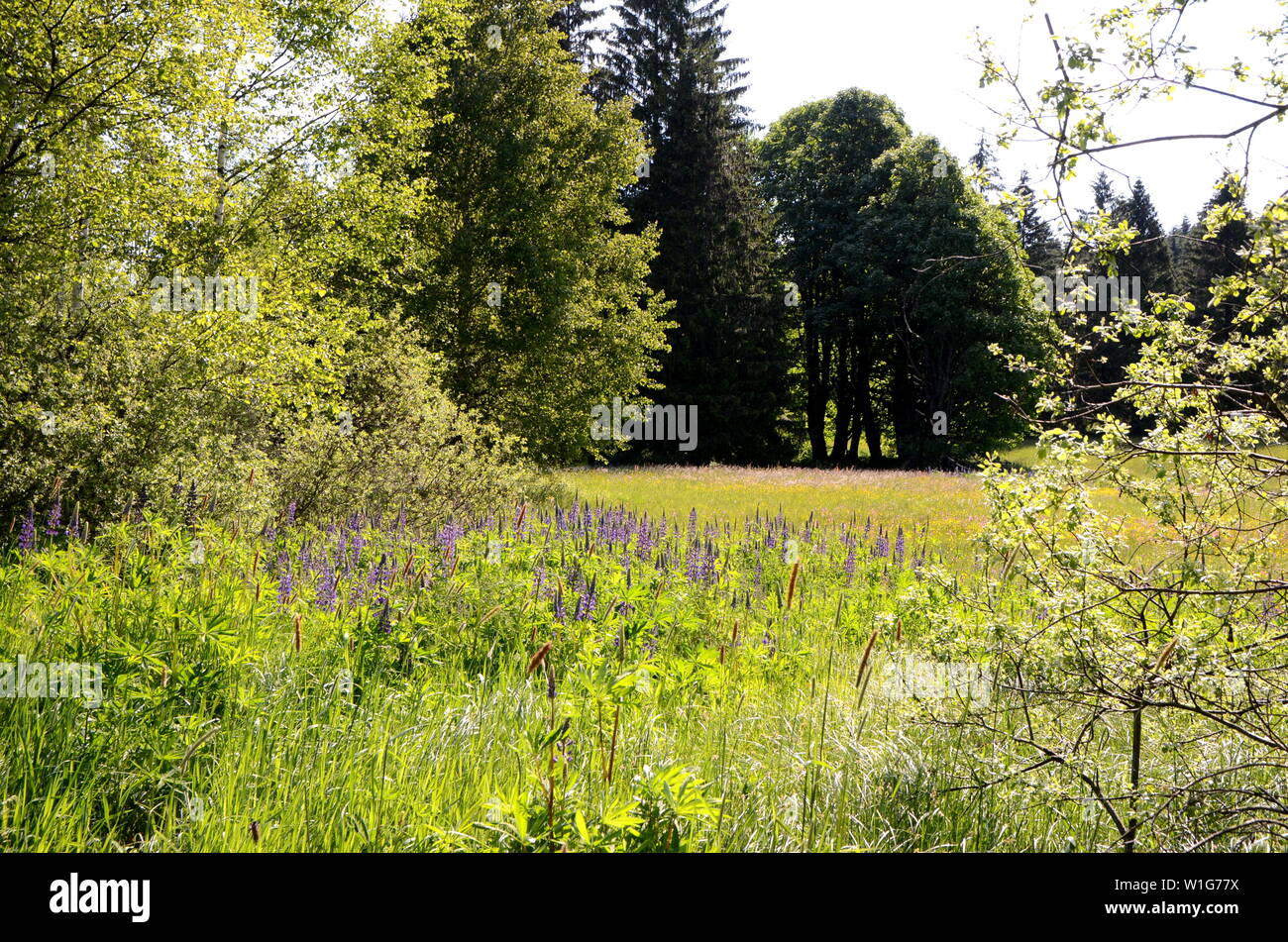 Sumava forest hi-res stock photography and images - Alamy