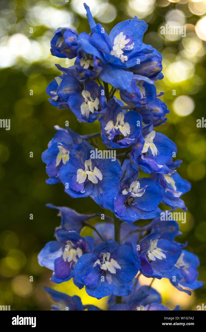 Blue delphinium flower (Elatum Grp) in full bloom in the arboretum of ...