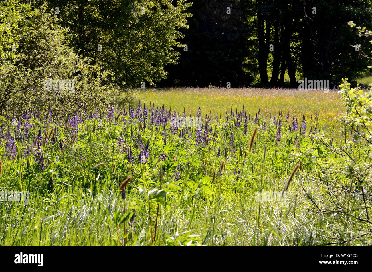 Sumava forest hi-res stock photography and images - Alamy