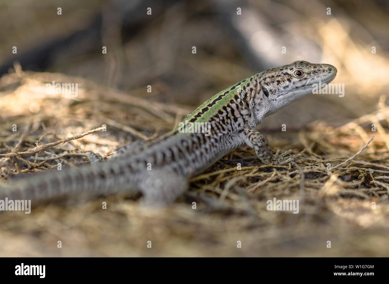 Common lizard habitat hi-res stock photography and images - Alamy