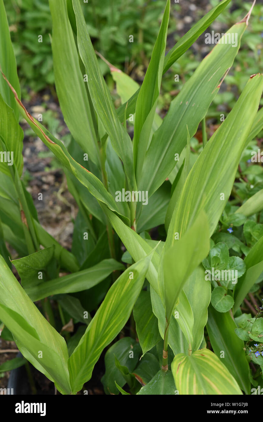 Galgant High Resolution Stock Photography and Images - Alamy