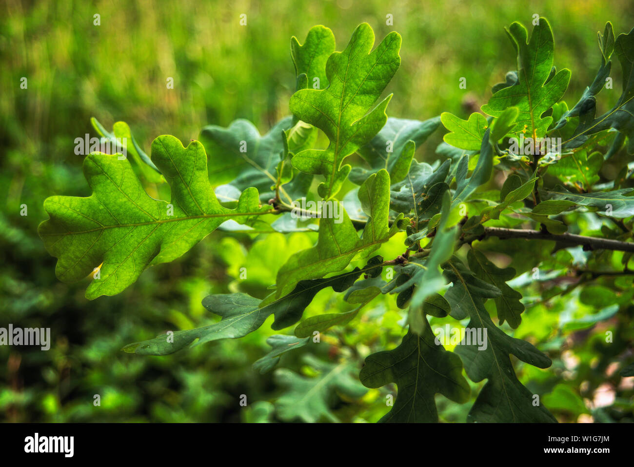 Grove bright green oak hi-res stock photography and images - Alamy