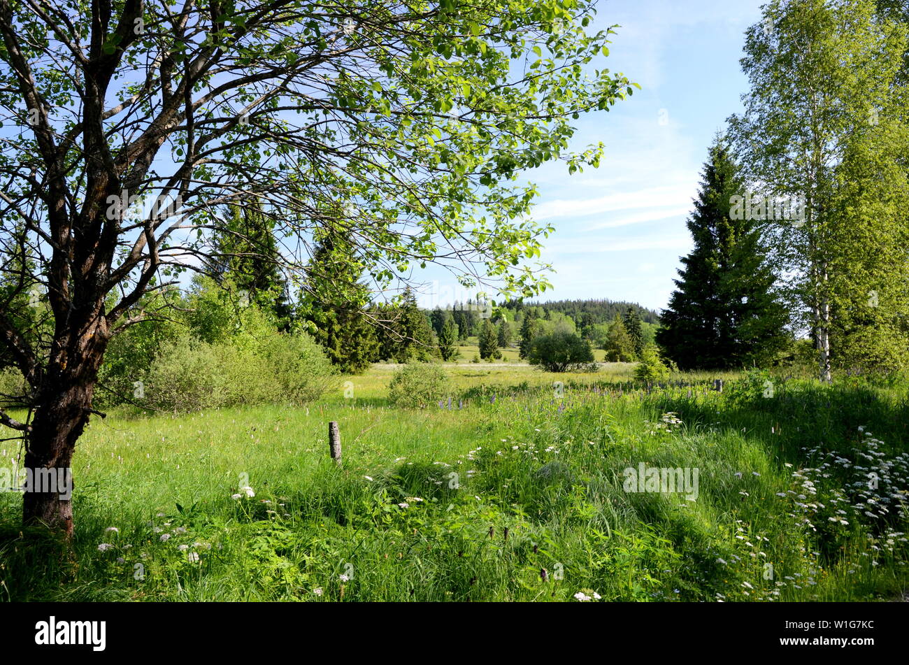 Trees in the Sumava Forest in South Bohemia Stock Photo - Alamy