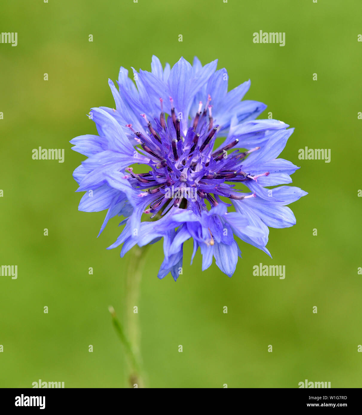 Kornblumenbluete hi-res stock photography and images - Alamy